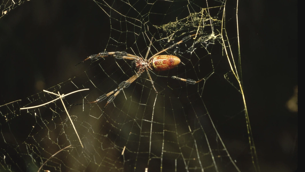 Newly found spider uses spring-loaded snare to catch deadly ants