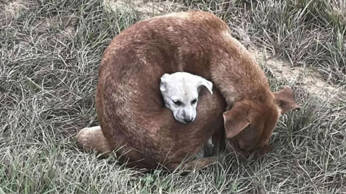 A mother dog shields her puppy from the cold: The internet rallies to ...