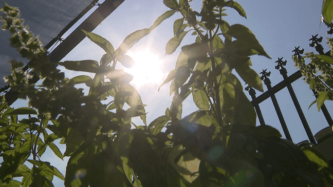 Think your plants need water every day? Think again