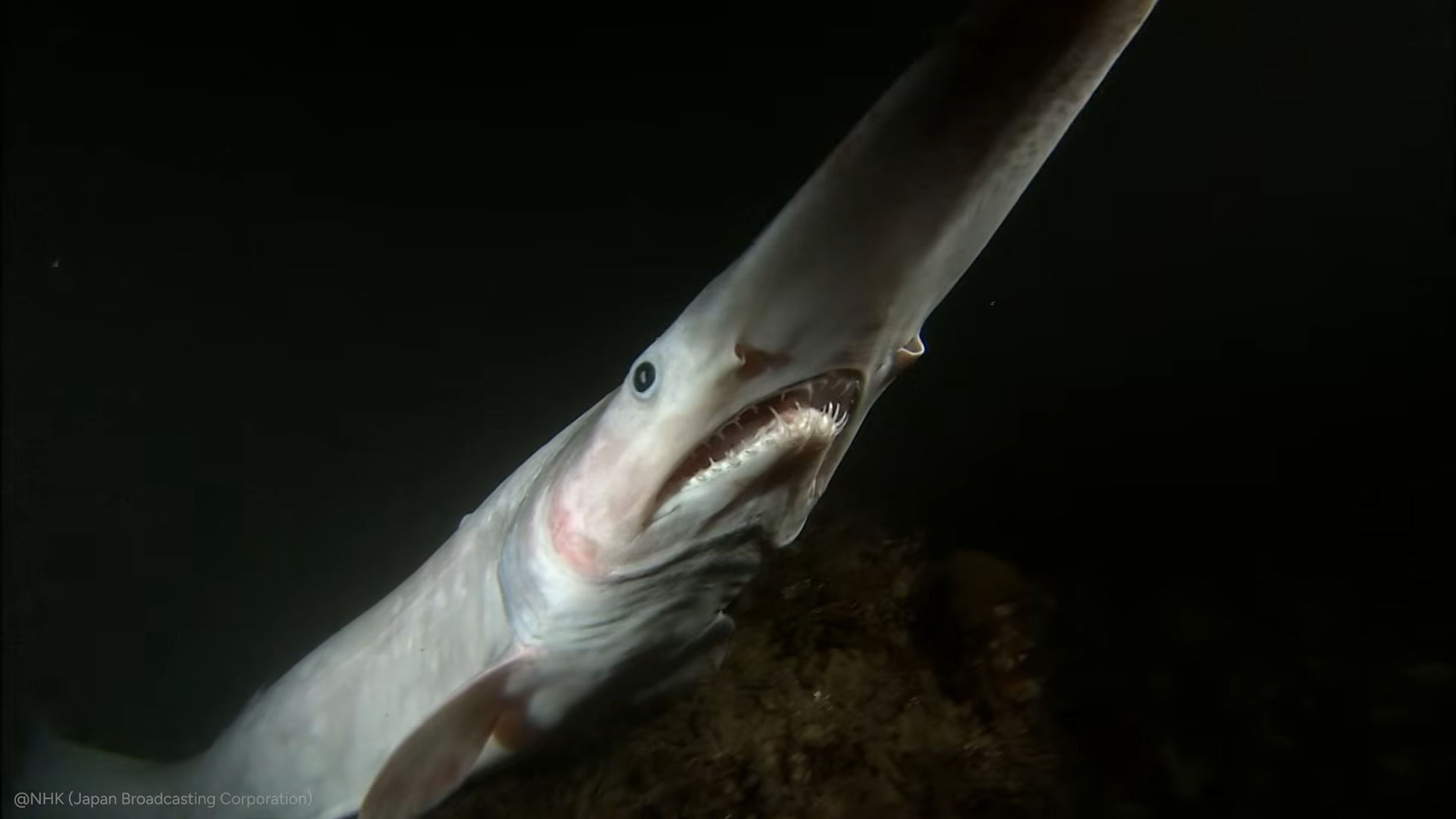 A shark hung motionless 3,200 feet down - then its jaw shot out like a ...