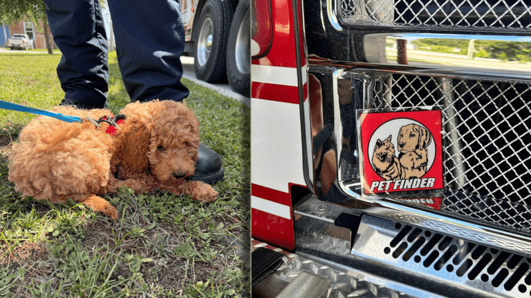 Service dog Coco visits Beaufort Fire Department for training