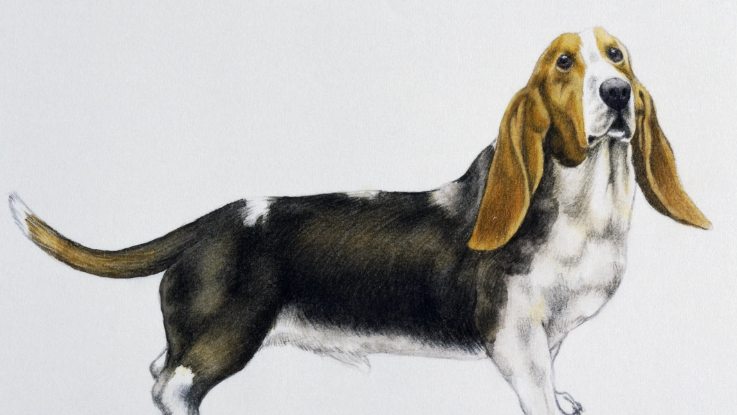 Basset hound care from nose to tail