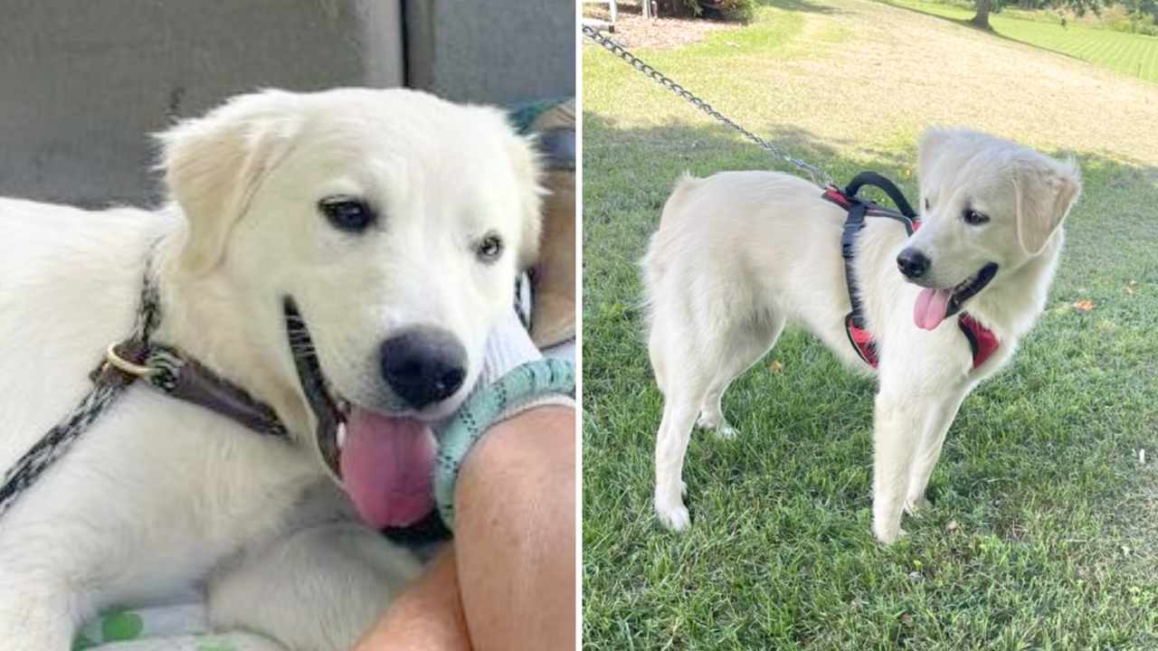 7-month-old Great Pyrenees mix puppy searching for new home after ...