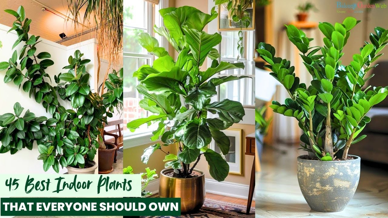 Best houseplants everyone should add to their home