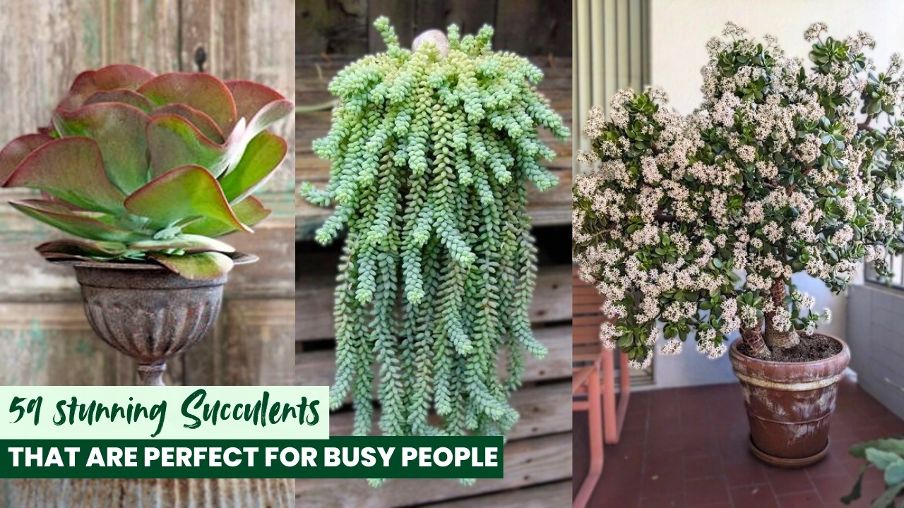 Stunning Succulents That Practically Take Care Themselves