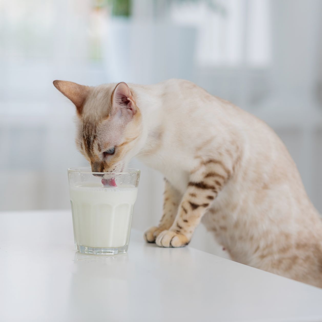 « C'est une croyance populaire » : pourquoi les chats ne doivent pas ...