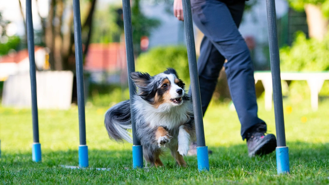 19 dog breeds that excel in agility and speed