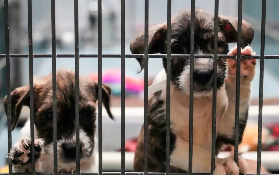 Two mother dogs and puppies rescued from deadly cold