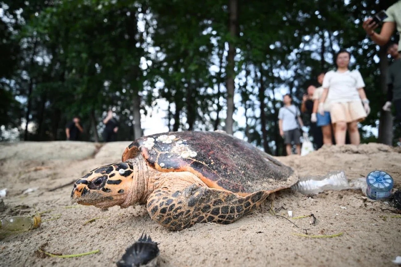 Critically endangered hawksbill turtle spotted in Singapore