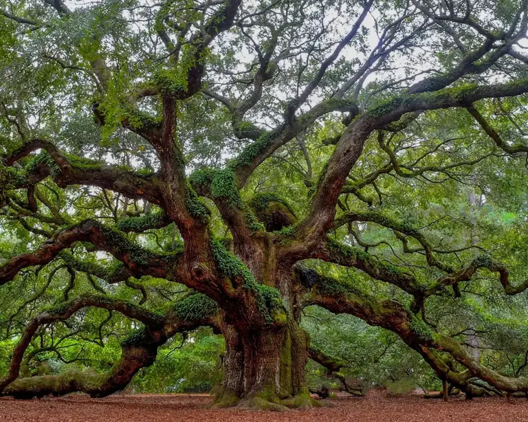 Plant these coastal-friendly trees in your garden for the shade you crave