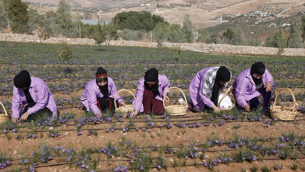 Saffron: History, cultivation, and global trade