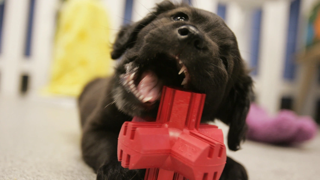Raising a gentle, happy puppy starts with play
