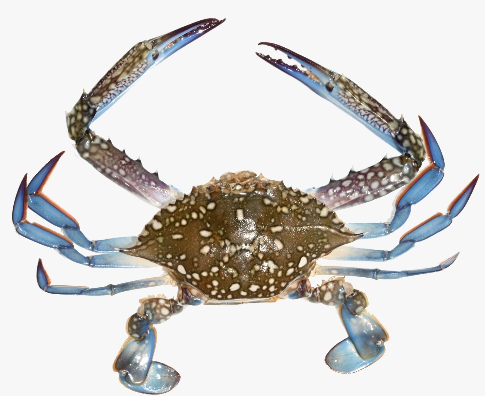 ICAR-CIBA demonstrates India’s first blue swimmer crab farming technology
