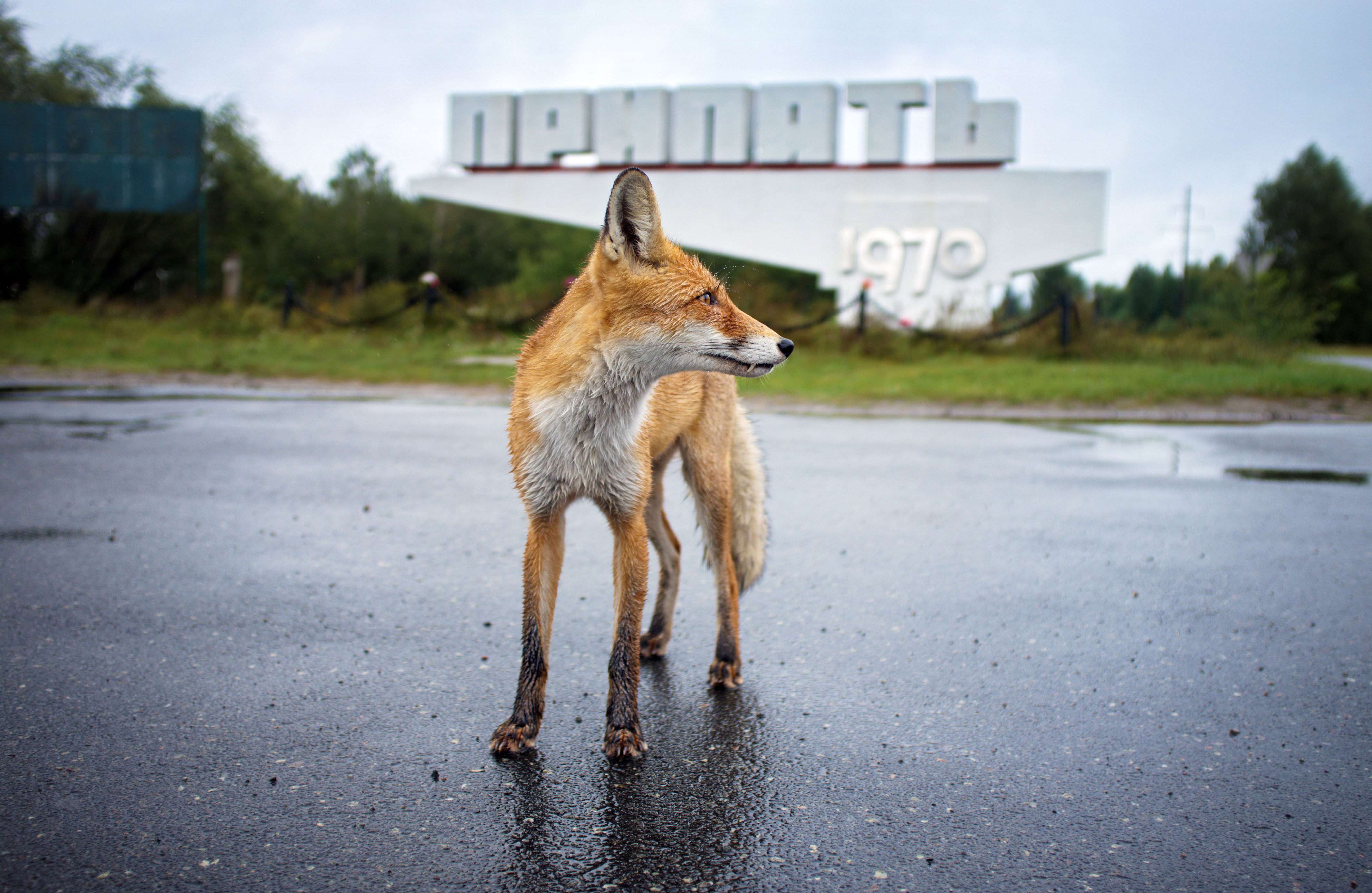 Czarnobyl przestał być azylem. Wyjątkowe badanie pokazuje, jak ...