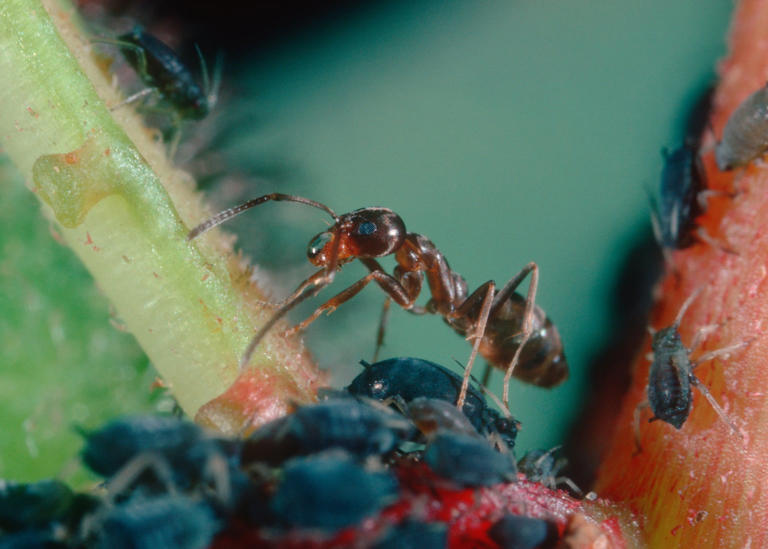 The invasive species you don’t want in your garden