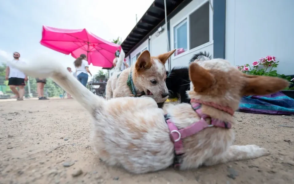 Raising a gentle, happy puppy starts with play