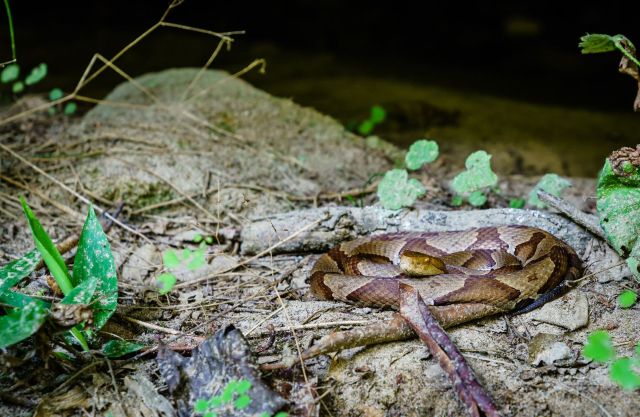 Hiker bitten on ankle by copperhead is found, rescued half a mile into ...