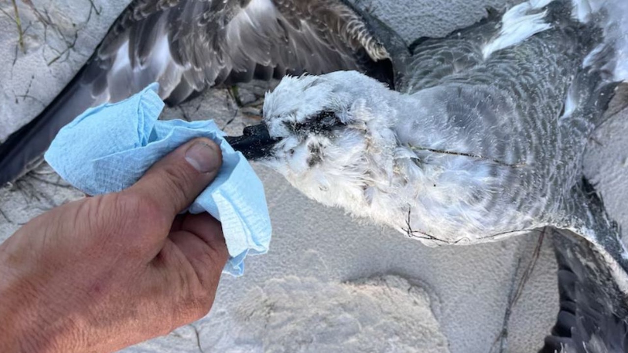 Dead sub-Antarctic birds on Aussie beach