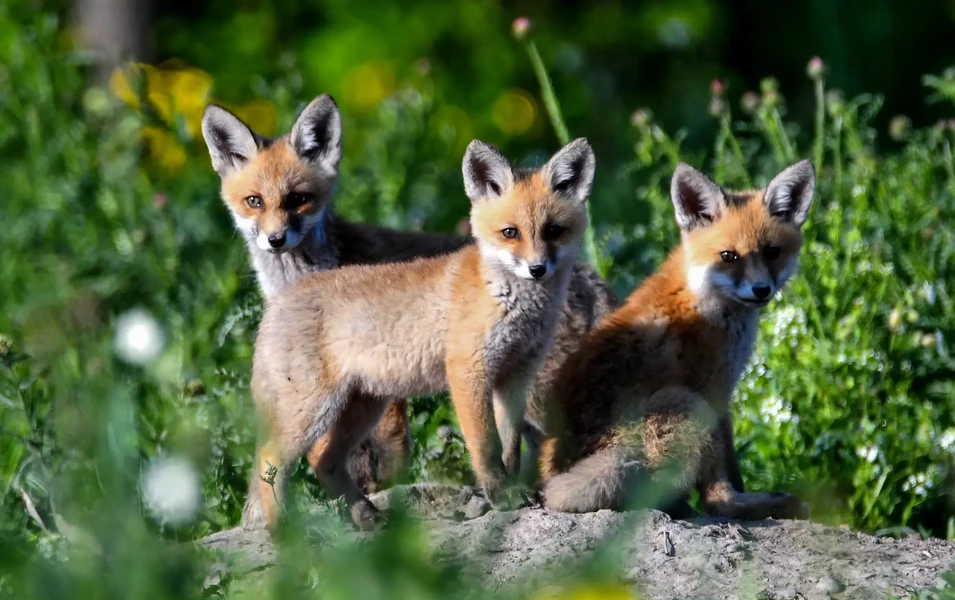 Your guide to spotting baby foxes