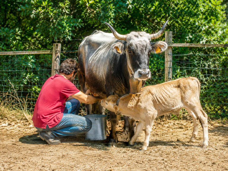 Questa vacca non dà latte se non vede il suo vitello