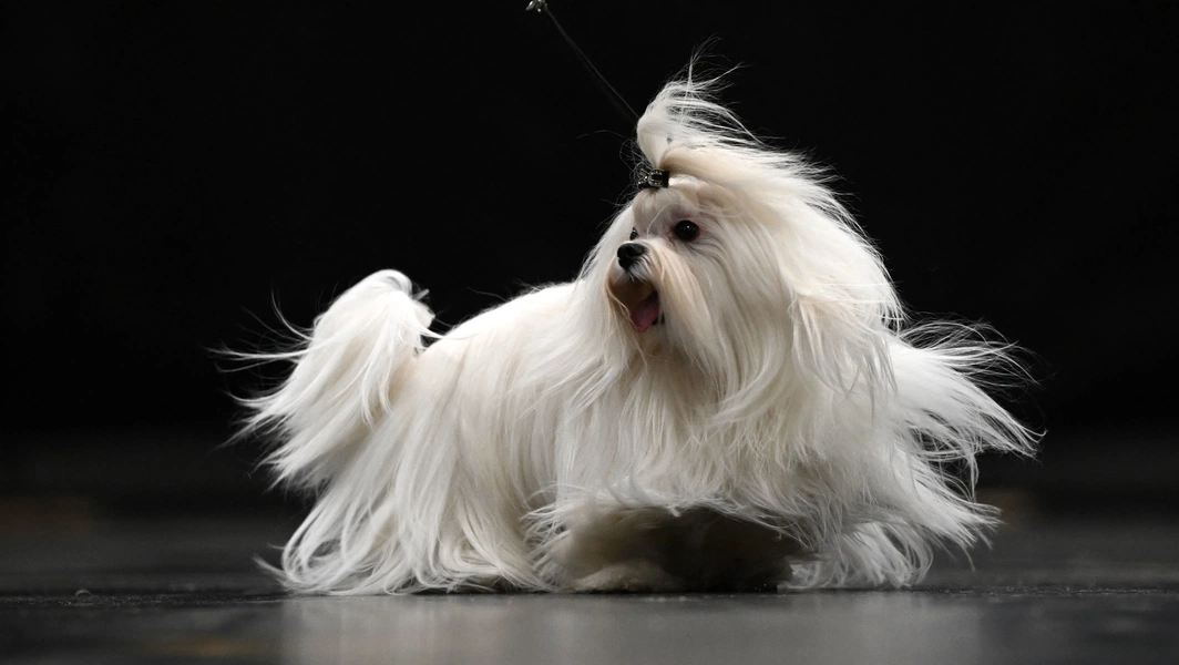10 dog breeds prone to anxiety and shyness