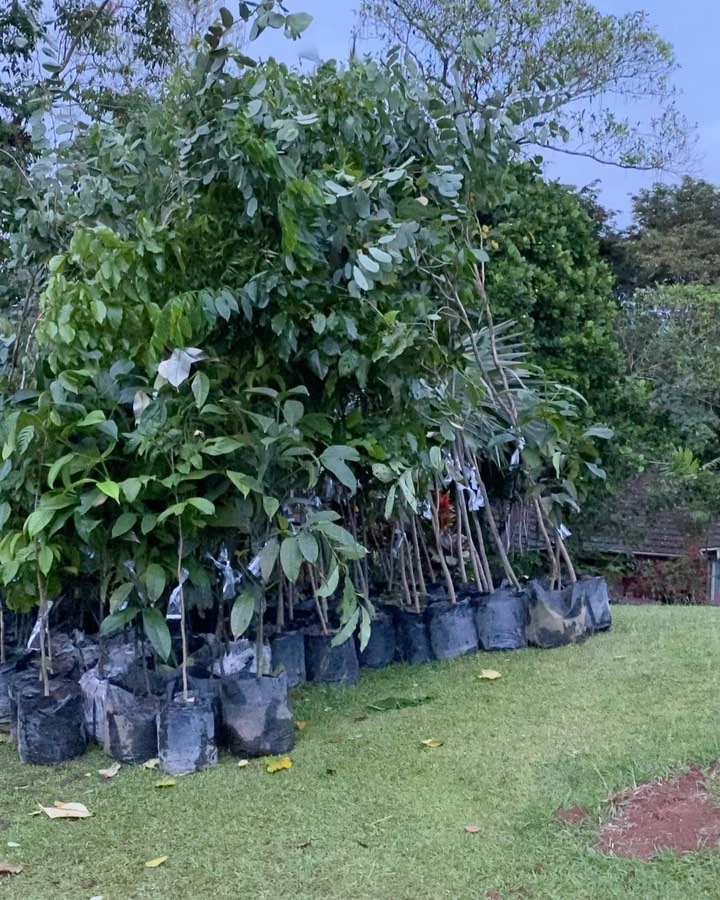 200 new trees just arrived for the farm