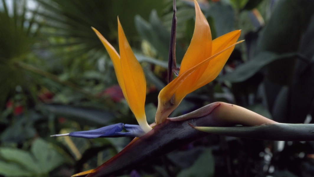 Bird of paradise care made simple for plant lovers