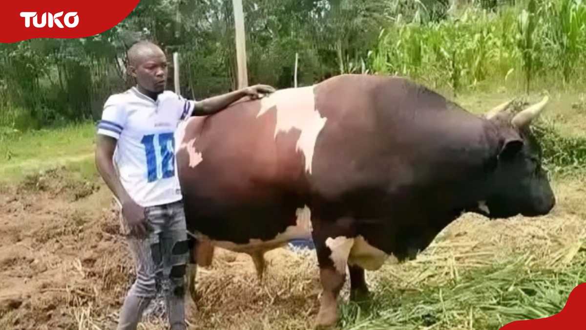 Kakamega: Video of bullfighting legend during final match preparations ...