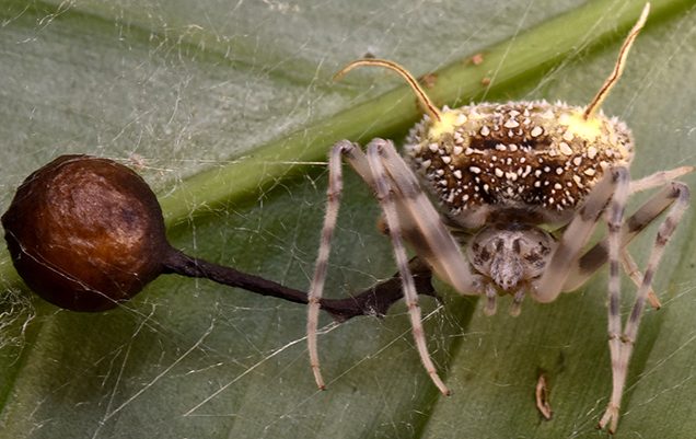 Newly-discovered fungus spider is like something out of The Last of Us