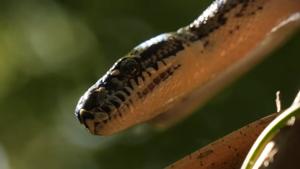 This snake carries enough venom to kill 20 adults – in a single bite