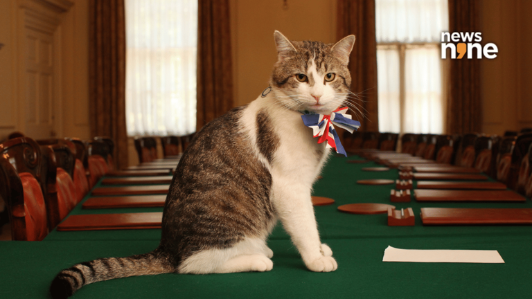 Meet Larry the Cat, Britain’s chief mouser who survived 6 prime ministers