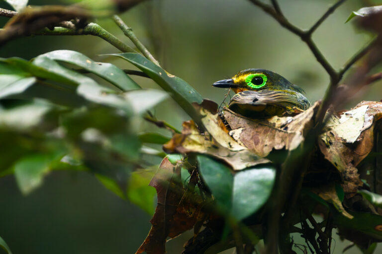'Rare animals, photography and Instagram' could help an Ivorian rainforest