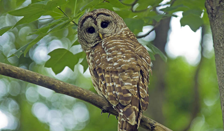 The US plan to kill 450,000 owls to save one species