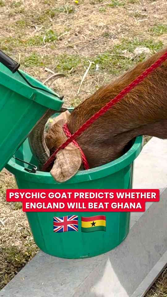 Psychic goat predicts England's World Cup game against Ghana