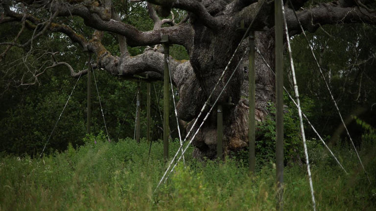 Adiós al roble milenario relacionado con la leyenda de Robin Hood: el ...