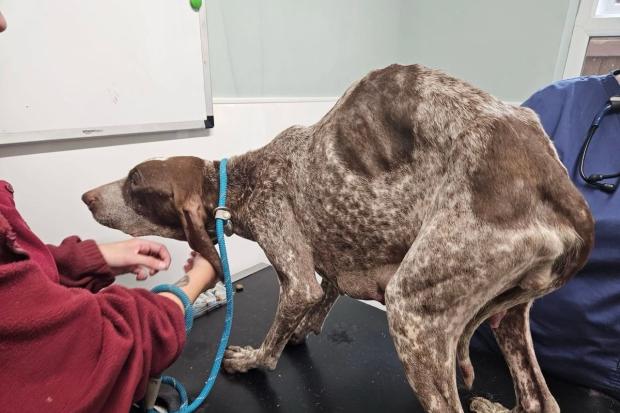 Illegal puppy farm horror: 77 dogs rescued in shocking raid on dog ...