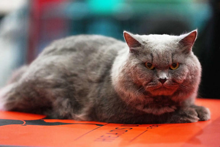 The family cat may be ageing more like humans than anyone realised, and ...
