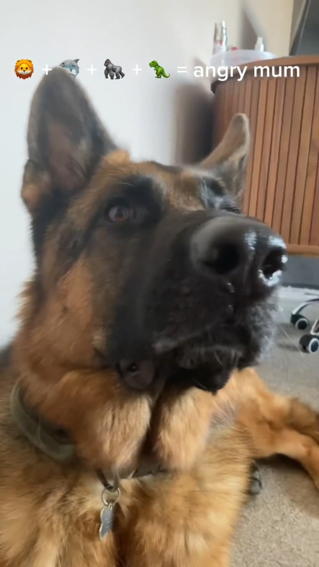 This German shepherd’s warning about mum is too funny