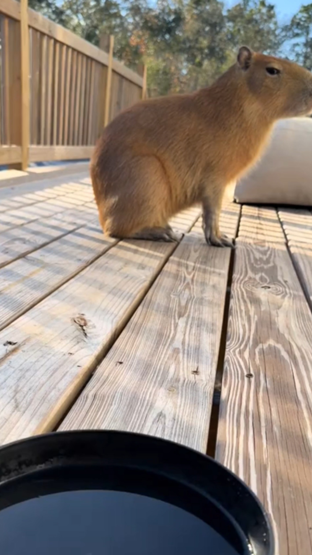 Funny capybara story grouchy pumpkin turns the tables unexpectedly