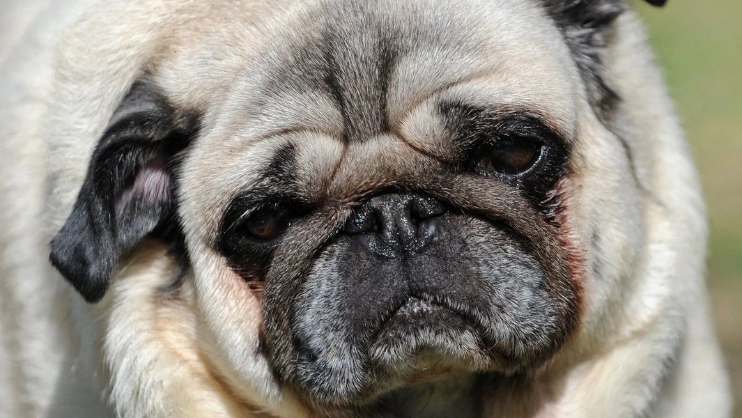 5 health challenges common in pugs