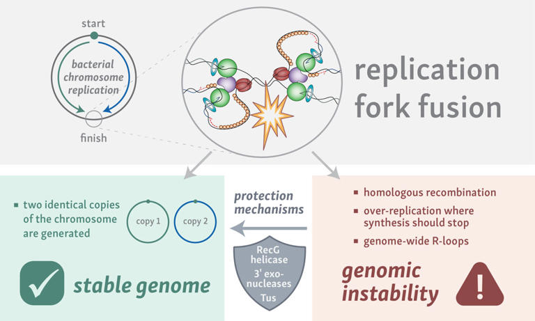 Completing DNA replication triggers genomic instability in bacteria