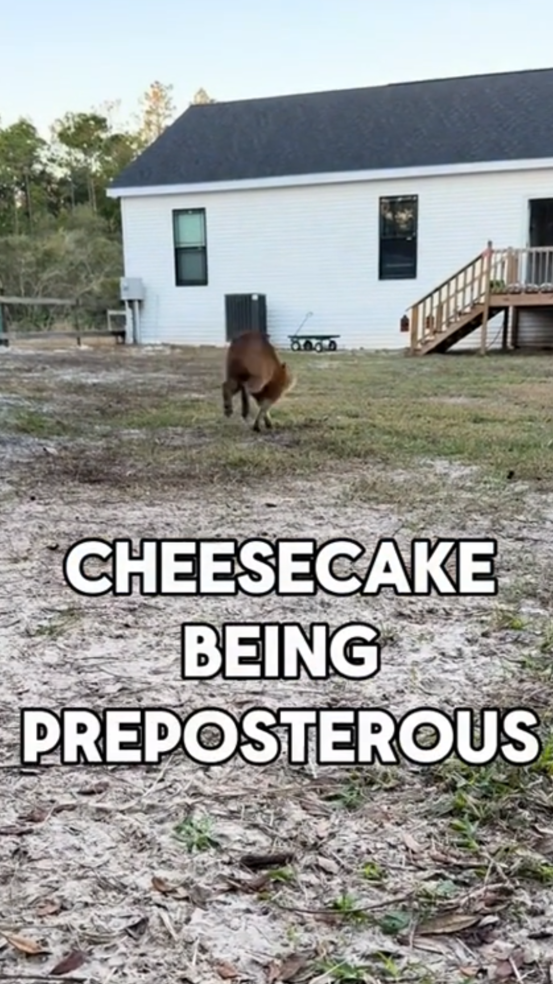 Why Cheesecake the capybara is stealing hearts online everywhere