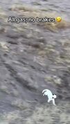 Dog runs and tumbles down sand dune