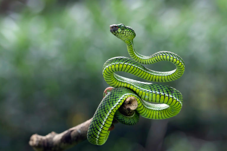 Chinese man jailed after flat’s high electricity usage exposes breeding ...