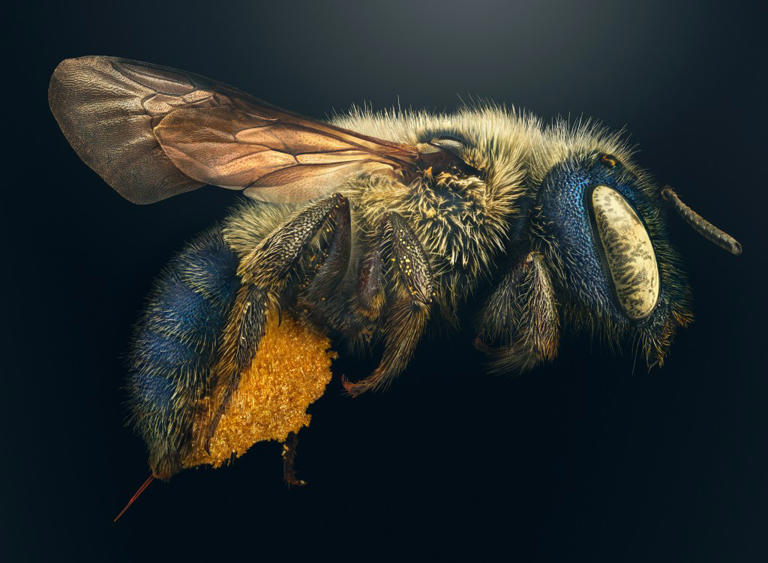Three leading close-up macro photographers share their best shots – how ...