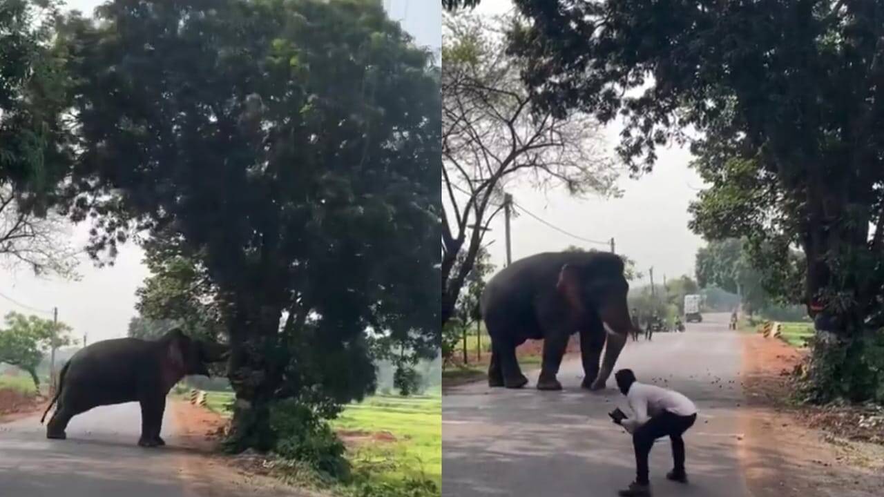 Giant wild elephant plucks mangoes from a tree, viral video leaves ...