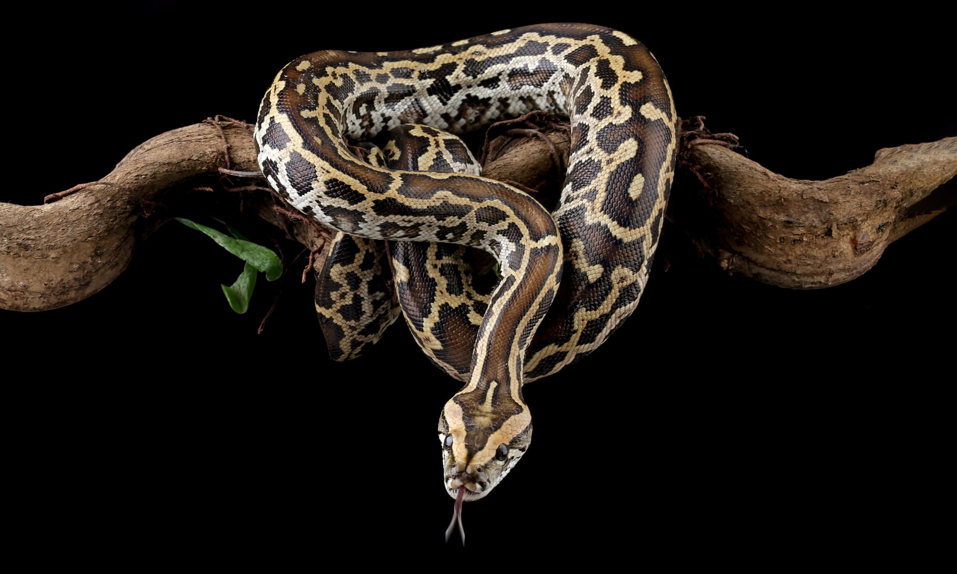 From chronic pain to breast cancer, snakes are inspiring a slew of new ...