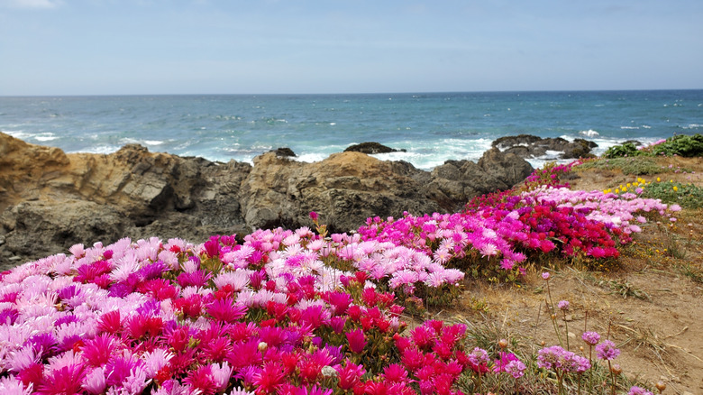 California's dramatic coastal garden overlooks ocean bluffs with ...