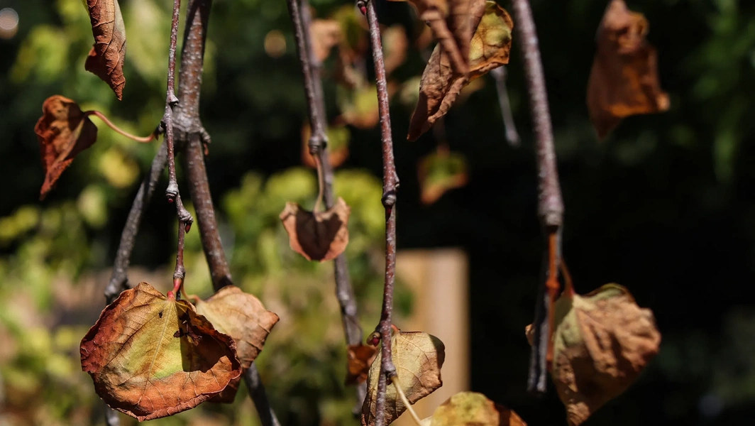 Reviving and protecting heat-stressed plants