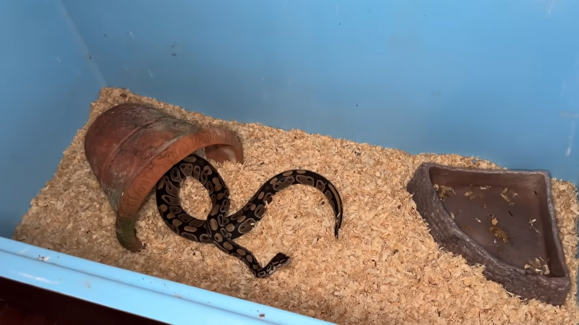 A backyard pet store had been forgotten until a 6 foot python was found ...